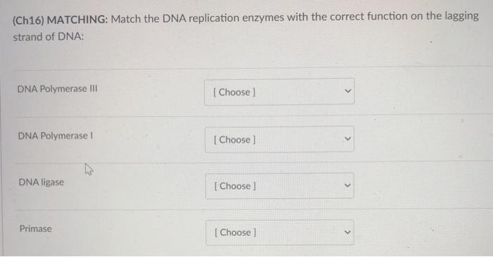 Solved (Ch16) MATCHING: Match the DNA replication enzymes | Chegg.com