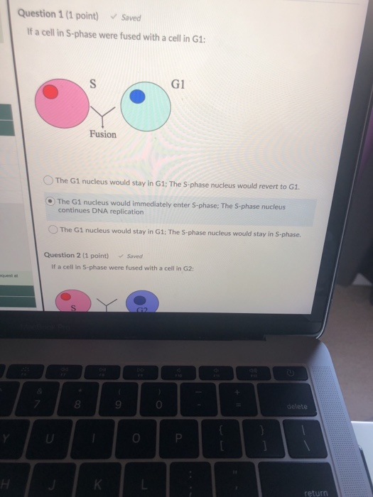 Solved Question 1 (1 point) Saved If a cell in S-phase were | Chegg.com