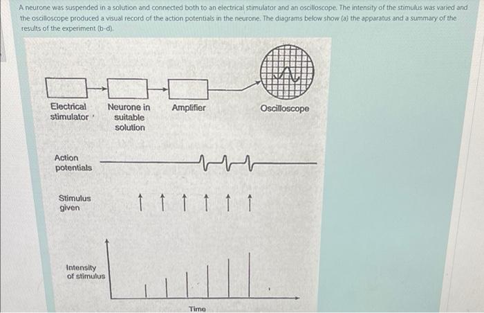 Solved A neurone was suspended in a solution and connected | Chegg.com