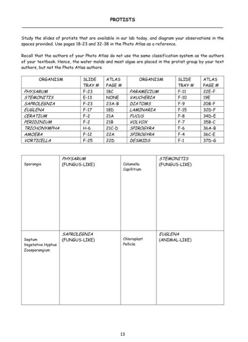 Solved Study the slides of protists that are evailable in | Chegg.com