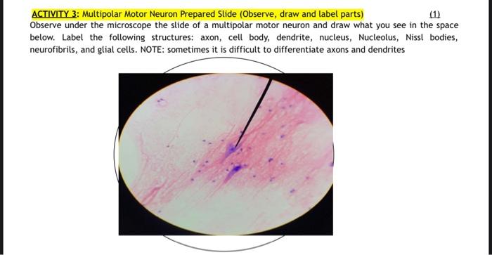 Solved ACTIVITY 3: Multipolar Motor Neuron Prepared Slide | Chegg.com