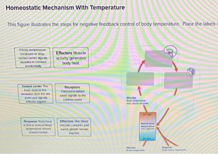 Solved Homeostatic Mechanism With Temperature This figure | Chegg.com