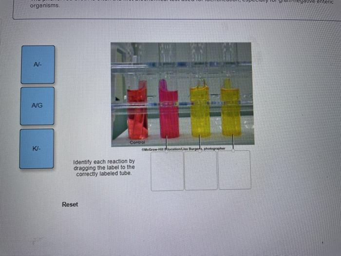 Solved Required information Biochemical Testing: Phenol Red | Chegg.com