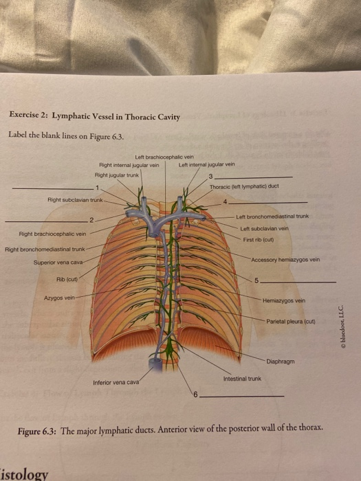 Solved Figure 6.3: the major lymphatic ducts. anterior view | Chegg.com