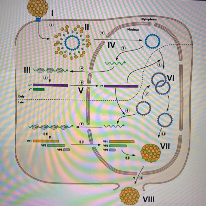 Solved The diagram above shows the infection cycle of sv40, | Chegg.com