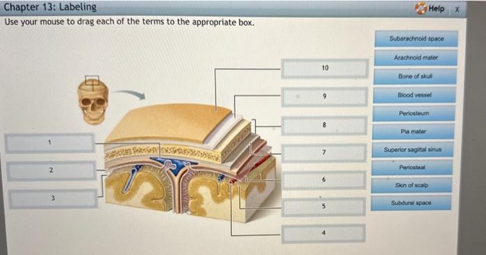 Solved Use Your Mouse To Drag Each Of The Terms To The