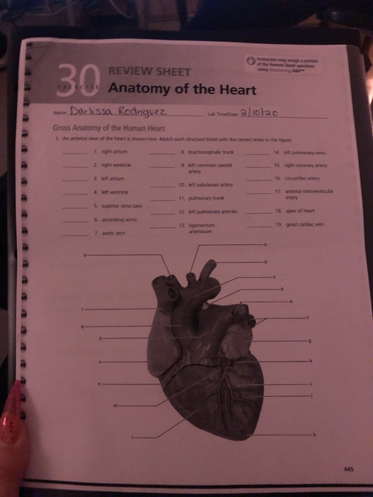 Solved REVIEW SHEET Anatomy of the Heart - Darlissa | Chegg.com