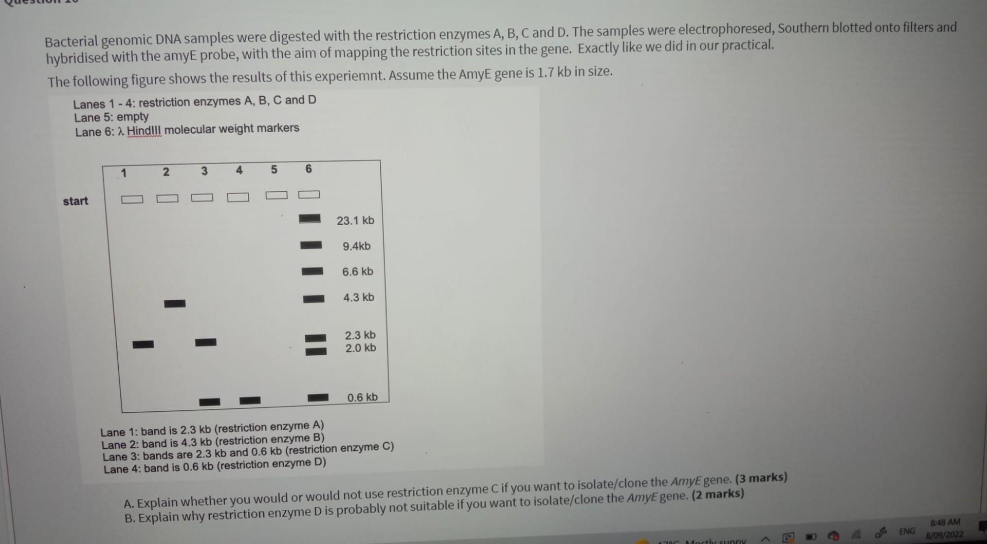 Solved Bacterial genomic DNA samples were digested with the | Chegg.com