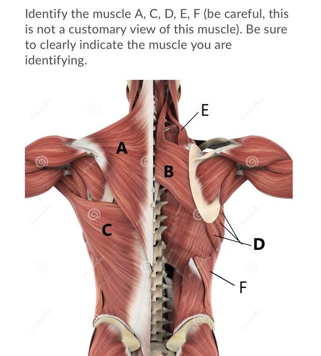 Solved Identify the muscle A, C, D, E, F (be careful, this | Chegg.com