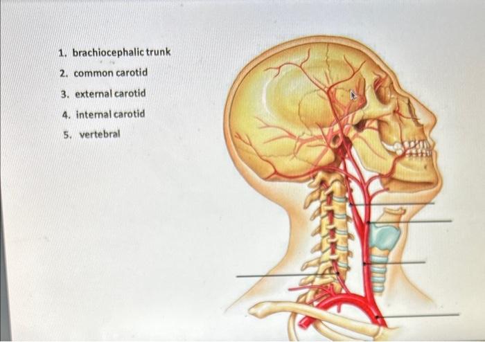 Solved 1. brachiocephalic trunk 2. common carotid 3. | Chegg.com