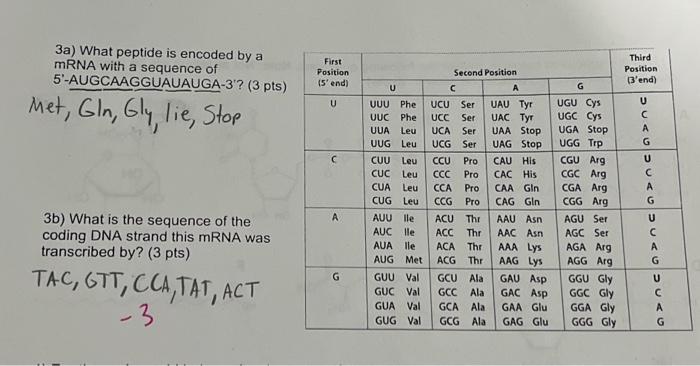 Solved 3a) What peptide is encoded by a MRNA with a sequence | Chegg.com