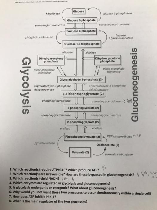 Solved Glucose hexokinase glucose-6-phosphatase Glucose | Chegg.com
