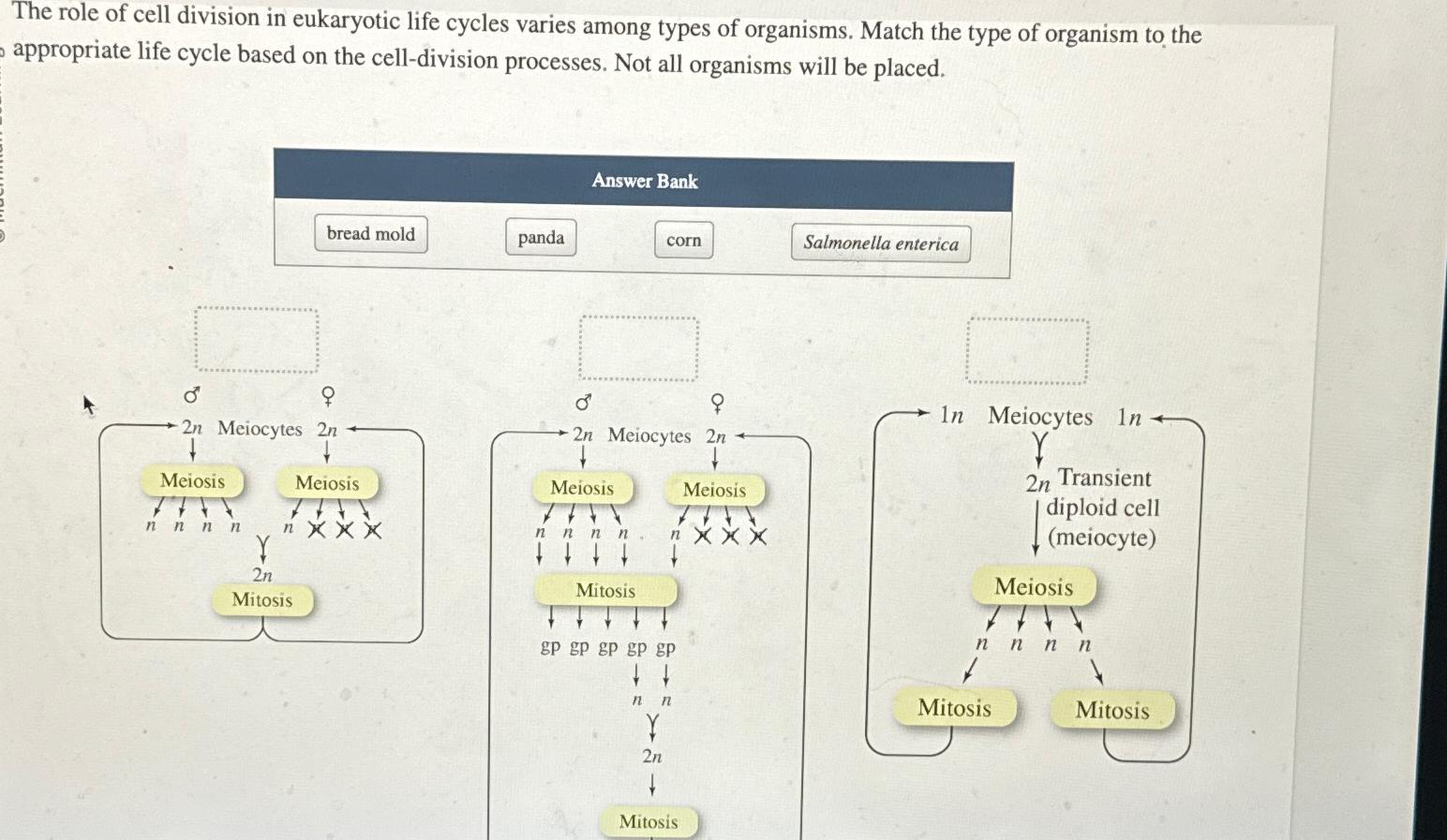 Solved The role of cell division in eukaryotic life cycles | Chegg.com