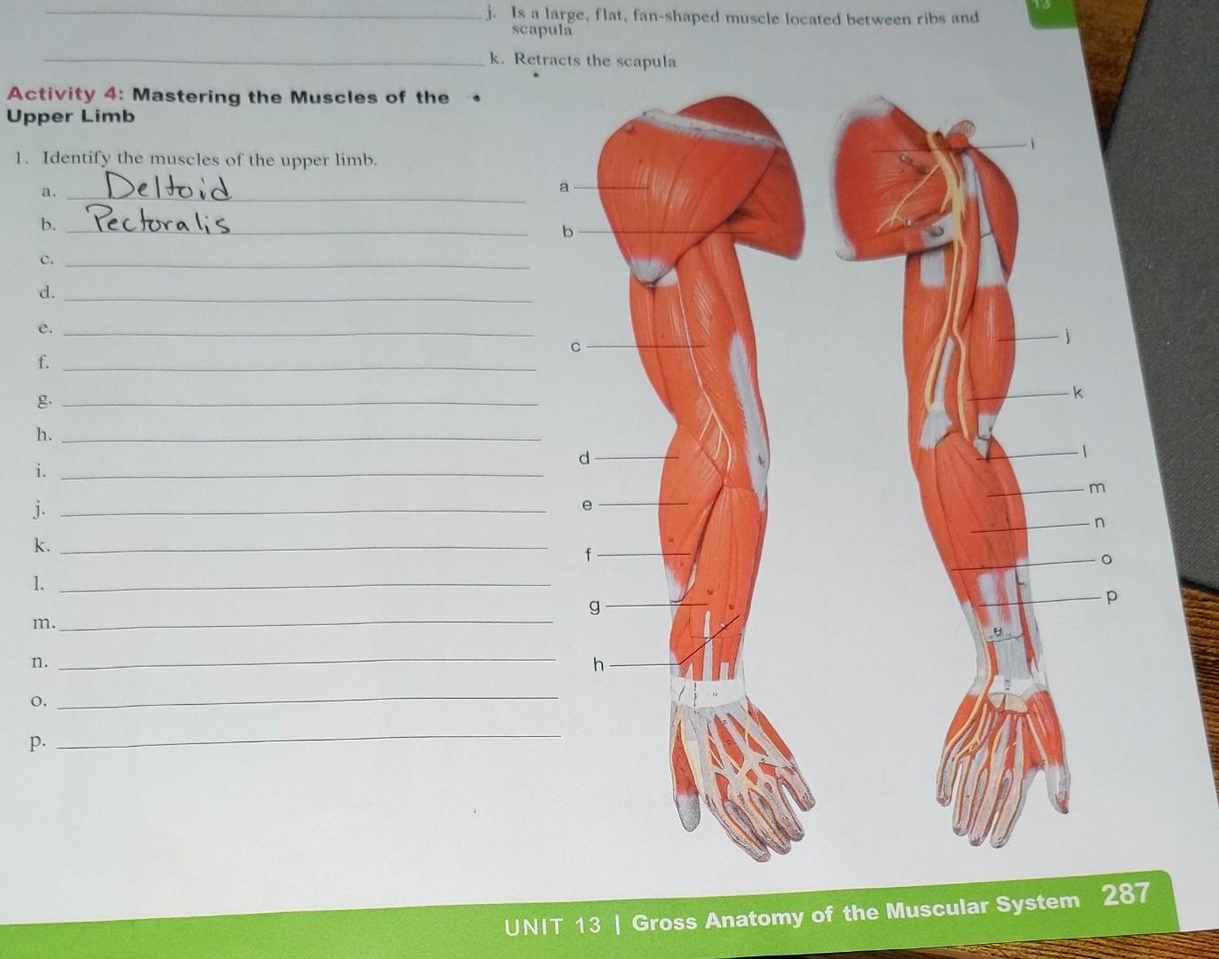 Solved j. is a large, flat, fan-shaped muscle located | Chegg.com
