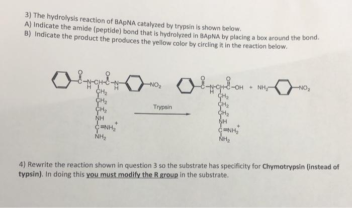 Solved 3) The hydrolysis reaction of BAPNA catalyzed by | Chegg.com