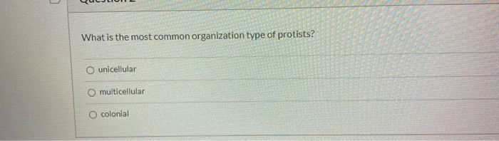 Solved What domain do protists belong to? O Archaea O | Chegg.com