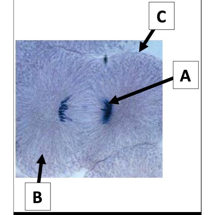 Solved What stage of mitosis is the fish blastula cell above | Chegg.com
