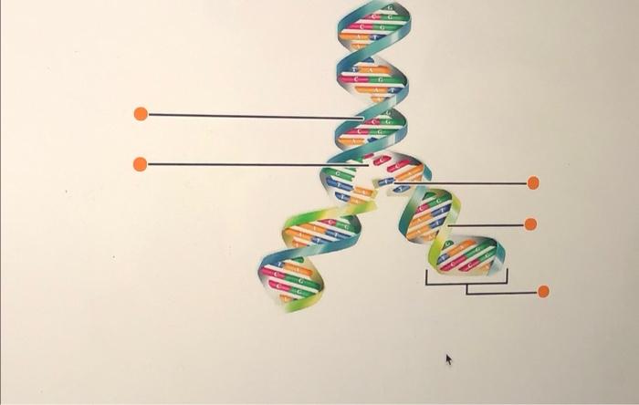 Solved DINO | Chegg.com