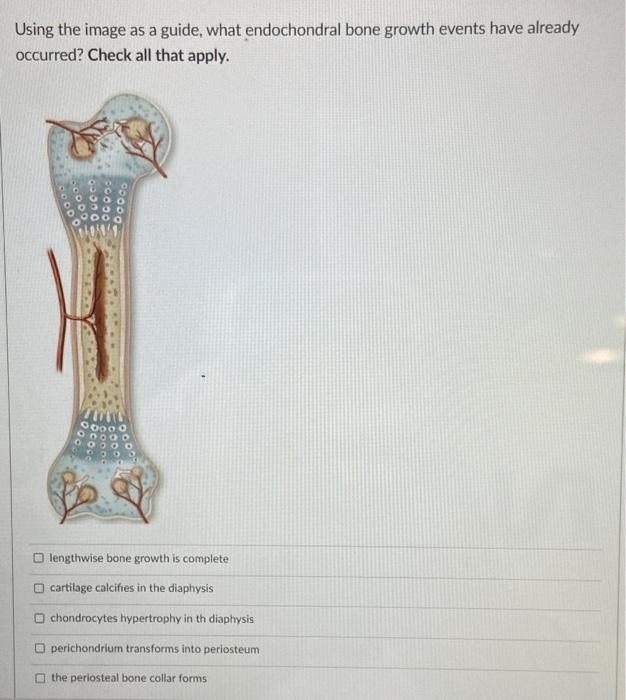 Solved Using the image as a guide, what endochondral bone | Chegg.com