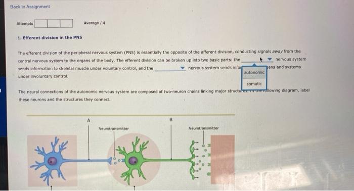 Back to Assignment Attempts Average/4 1. Efferent | Chegg.com