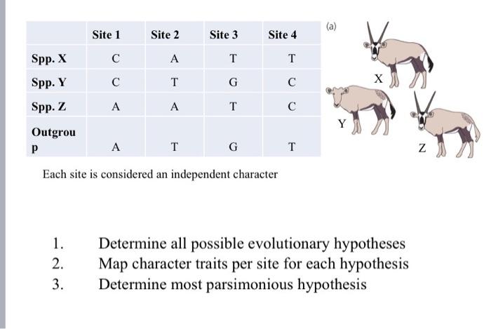 Solved Each site is considered an independent character 1. | Chegg.com
