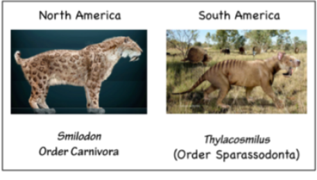 Solved The figure shows two extinct predators from North and | Chegg.com