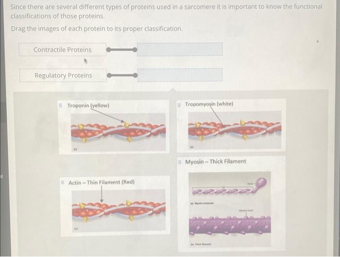 Solved Since there are several different types of proteins | Chegg.com