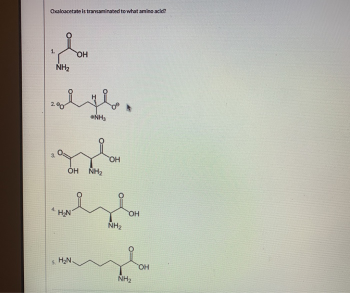 Solved Oxaloacetate is transaminated to what amino acid? 1. | Chegg.com
