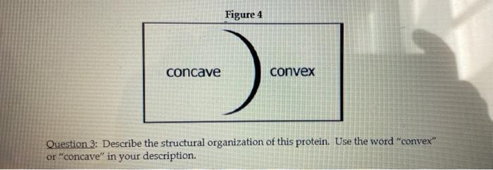 Solved Figure 4 concave convex Question 3: Describe the | Chegg.com