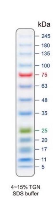 Solved 4∼15% TGN SDS buffer | Chegg.com