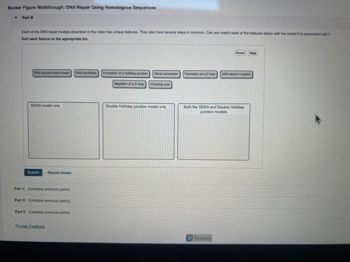 Solved Becker Figure Walkthrough: DNA Repair Using | Chegg.com