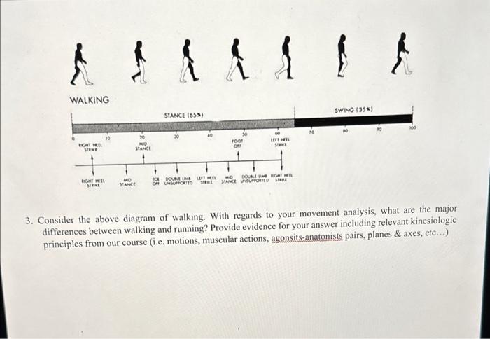 Solved 1. The phases of running are commonly broken into | Chegg.com