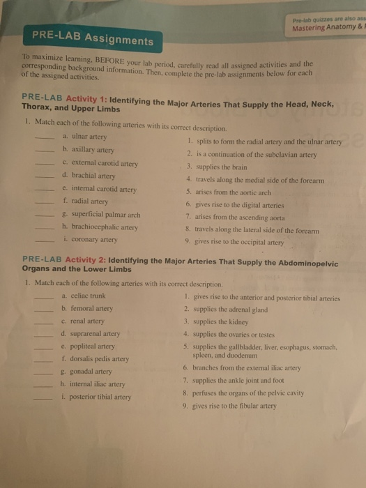 Solved Pro-lab quizzes are also ass Mastering Anatomy & | Chegg.com