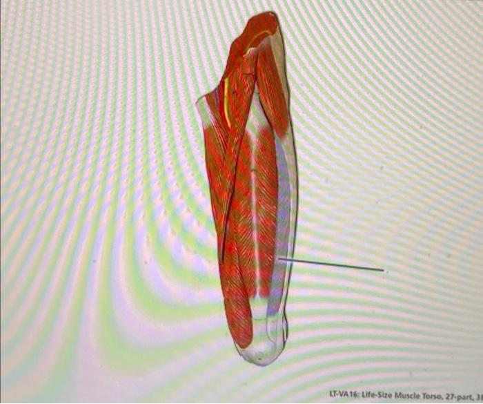 Solved Identify the highlighted muscles. LT-VA 16: | Chegg.com