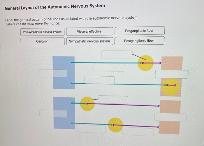 Solved General Layout of the Autonomic Nervous System Label | Chegg.com