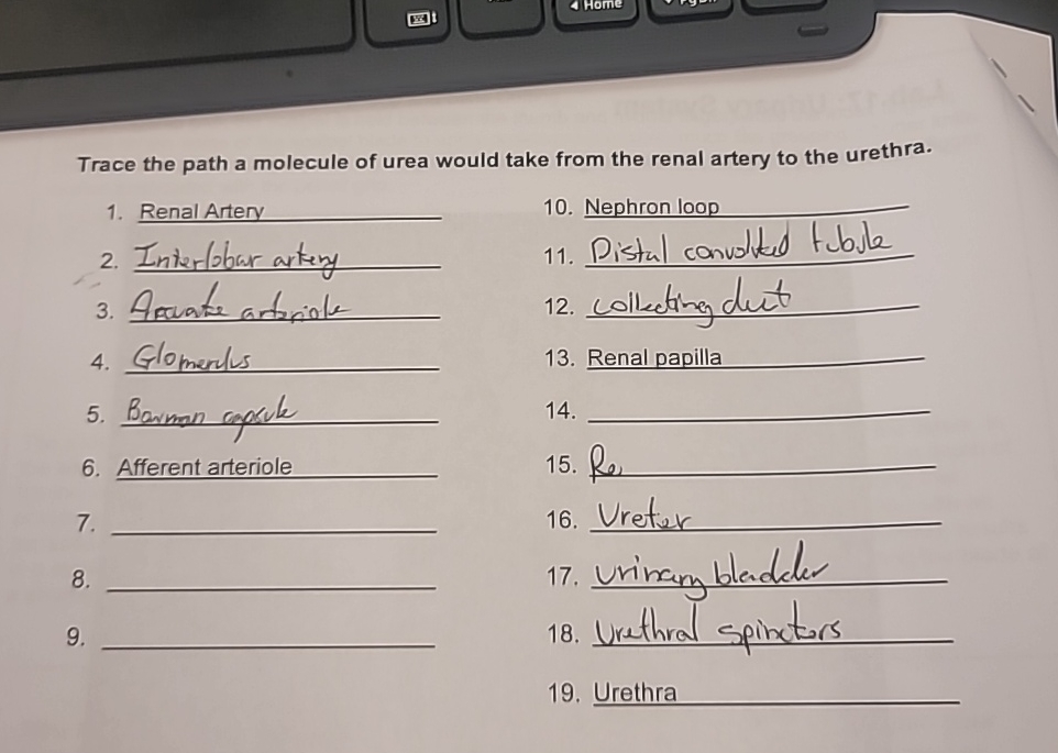 Solved Trace the path a molecule of urea would take from the | Chegg.com
