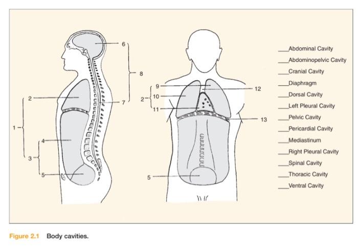 Figure 2.1 Body cavities. | Chegg.com