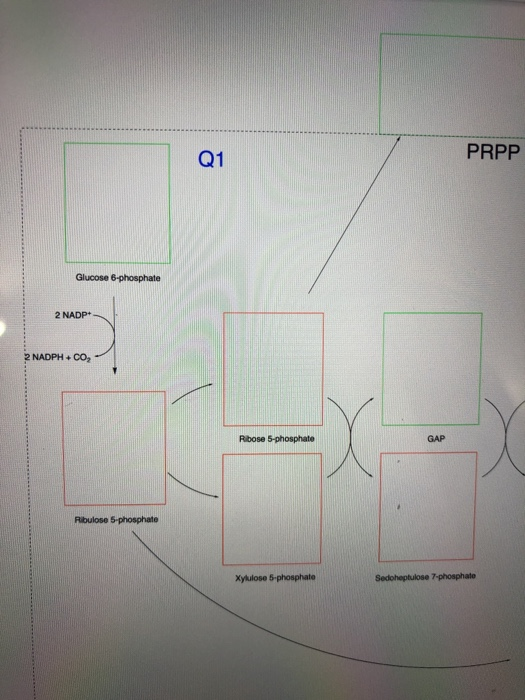 Solved Fill in boxes labelled Q1 on worksheets 1 and 3 with | Chegg.com Solved Fill in boxes labelled Q1 on worksheets 1 and 3 with | Chegg.com