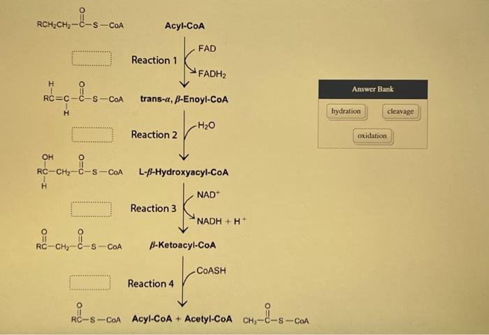 Solved The diagram shows the reactions of the beta oxidation | Chegg.com