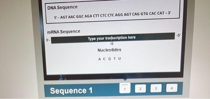 Solved How do you transcribe DNA into mRNA with strands like | Chegg.com Solved How do you transcribe DNA into mRNA with strands like | Chegg.com