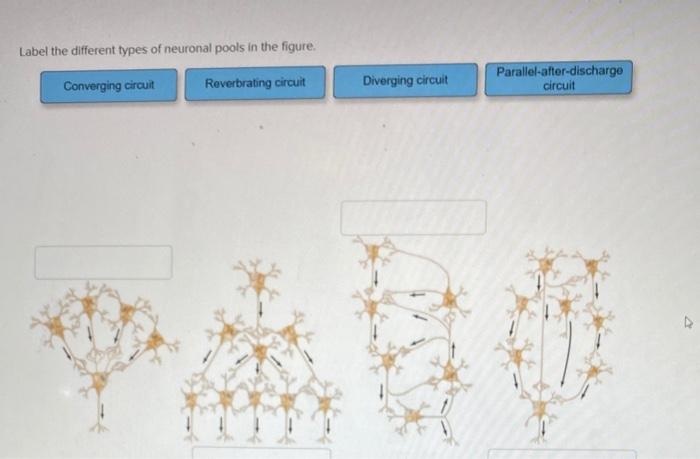 Solved Label the different types of neuronal pools in the | Chegg.com