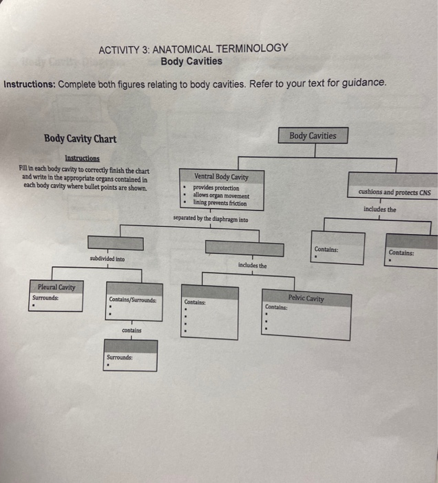 Solved ACTIVITY 3: ANATOMICAL TERMINOLOGY Body Cavities | Chegg.com