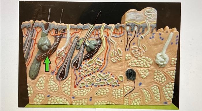 Solved identify the structure at the tip of the arrow. | Chegg.com