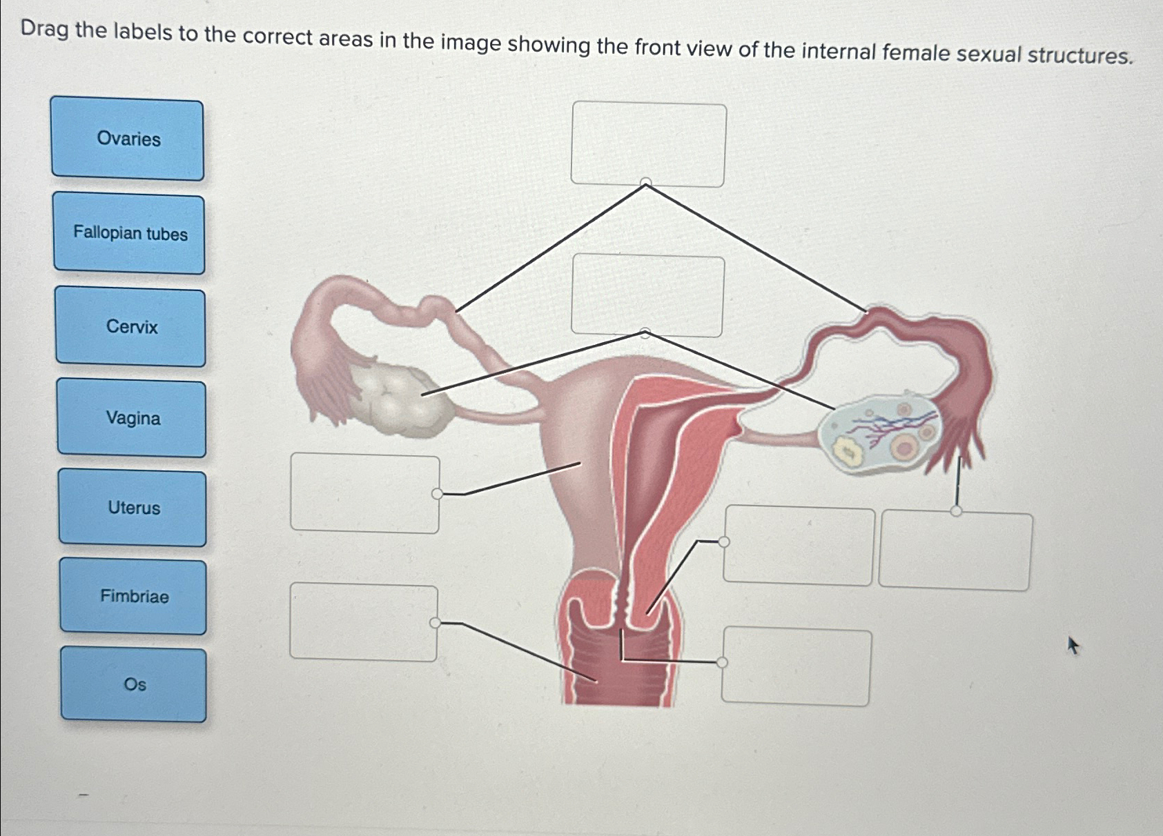 Solved Drag the labels to the correct areas in the image | Chegg.com