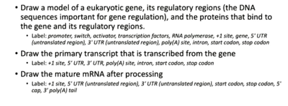 Solved Draw a model of a eukaryotic gene, its regulatory | Chegg.com