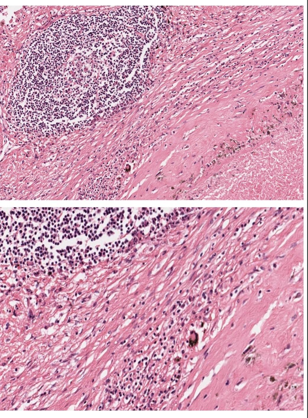 SECTION 1: UNKNOWN SECTION Images of normal tissue | Chegg.com