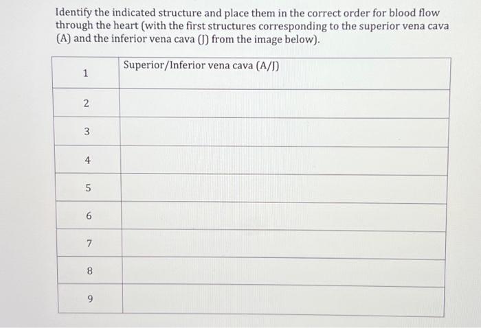 Solved Identify the indicated structure and place them in | Chegg.com
