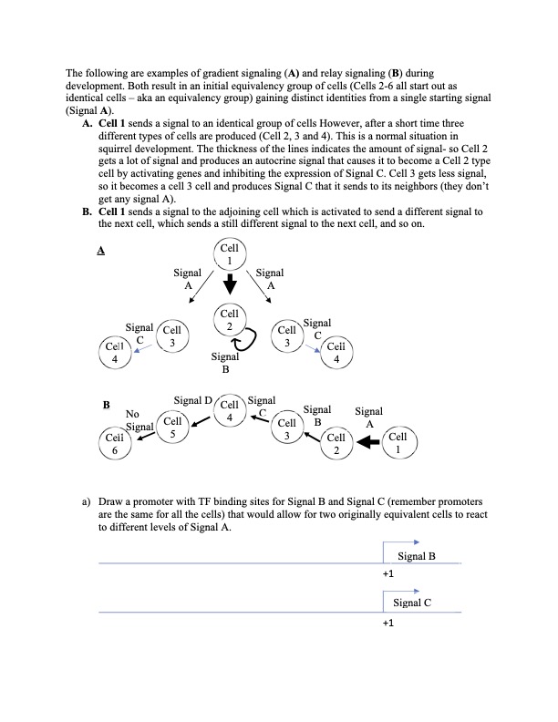 Solved The following are examples of gradient signaling (A) | Chegg.com
