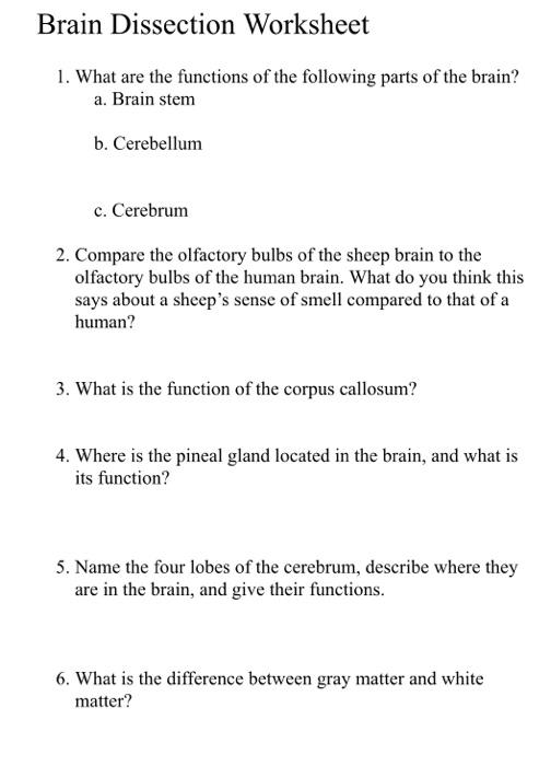 Solved Brain Dissection Worksheet 1. What are the functions | Chegg.com