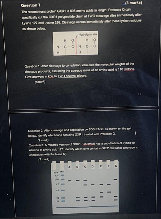 Solved Question 7 (3 marks) The recombinant protoin EXR1 is | Chegg.com